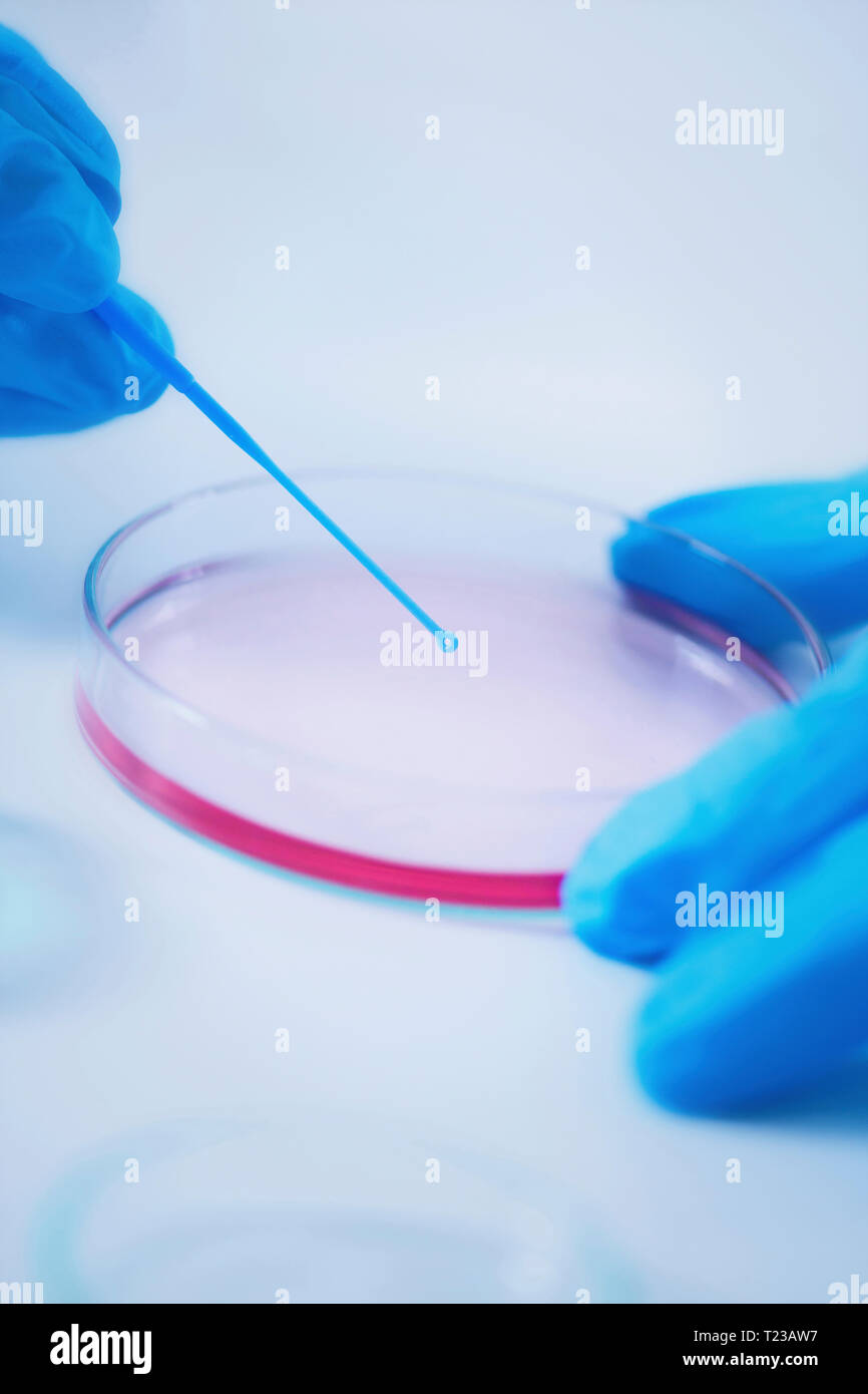 Inoculating sample in petri dish, life science research Stock Photo - Alamy