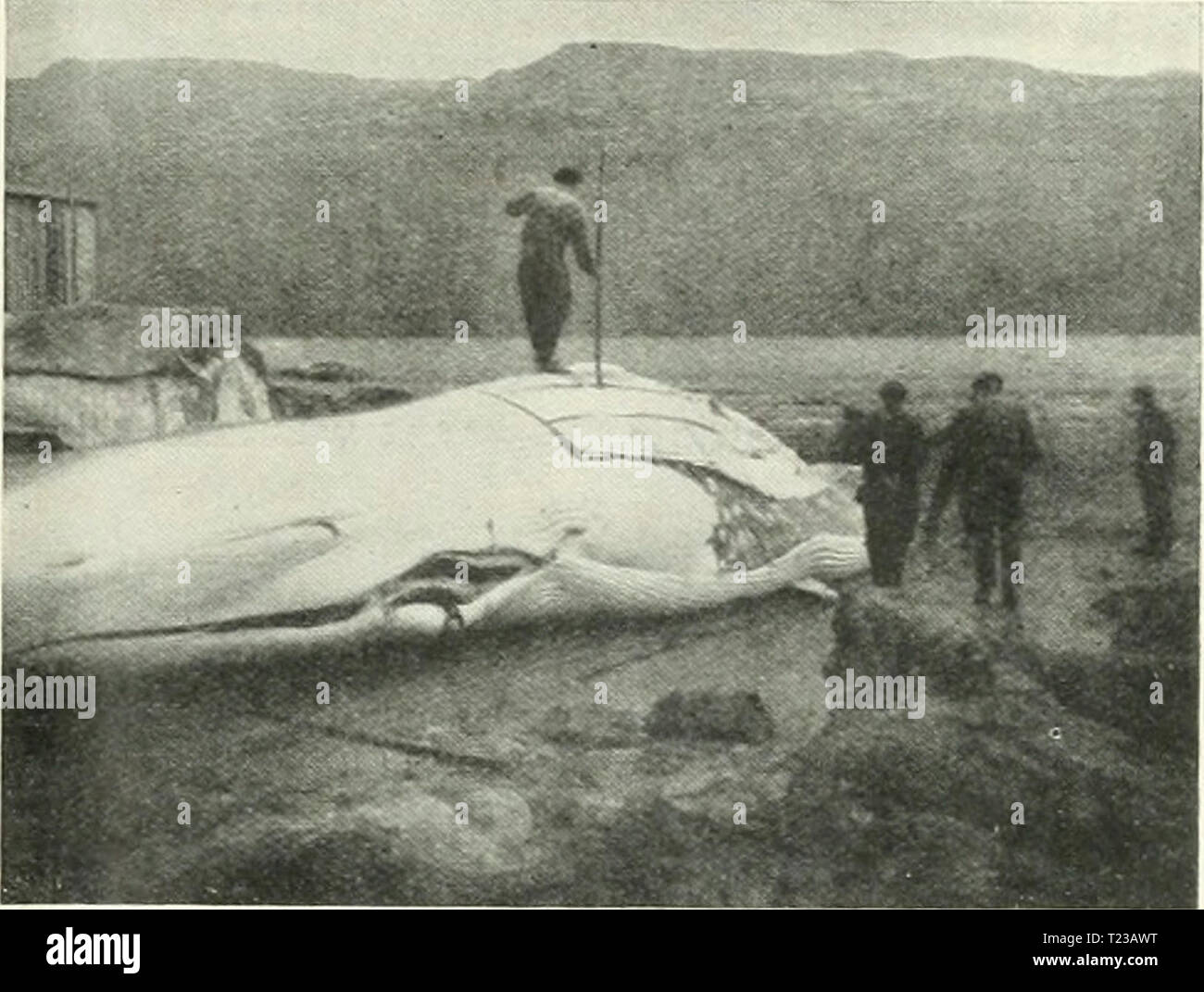 Whale being brought in whale being brought in hi-res stock photography ...
