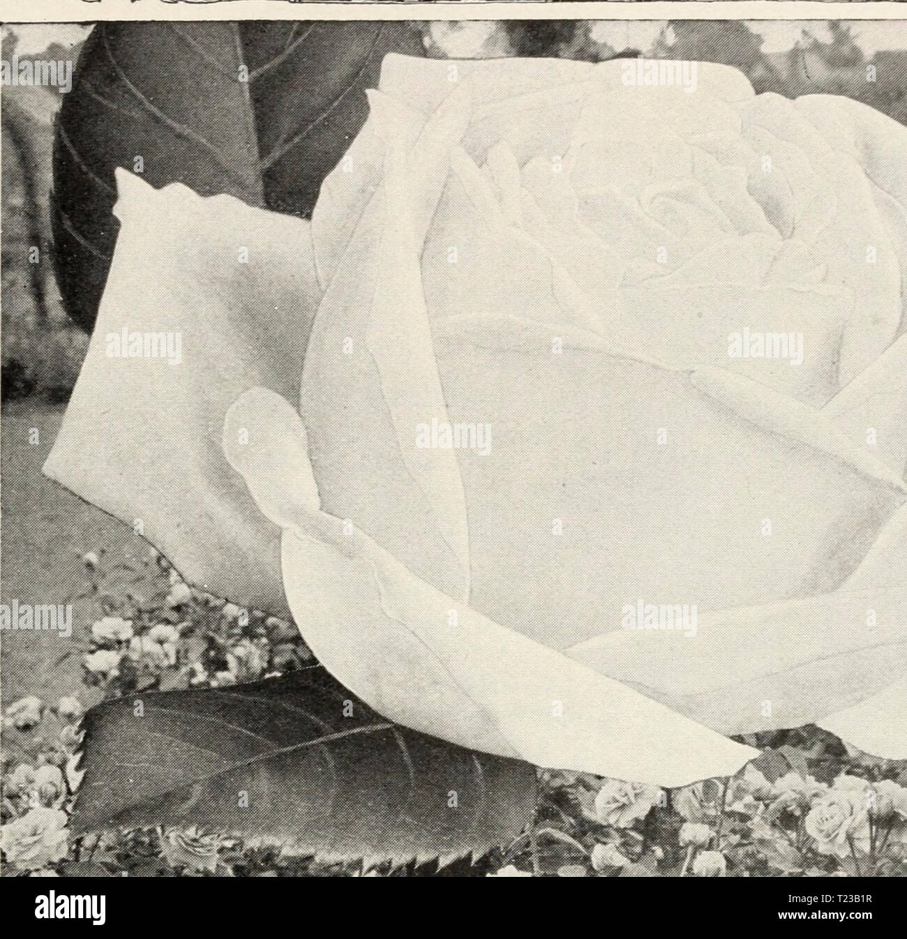 Archive image from page 62 of Dingee guide to rose culture Stock Photo ...