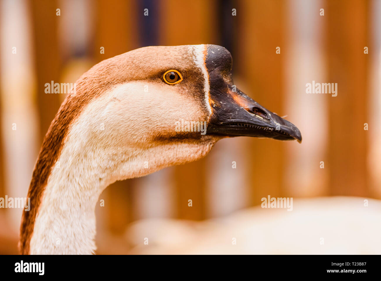 Head and long neck of geese near the fence of a farm Stock Photo - Alamy