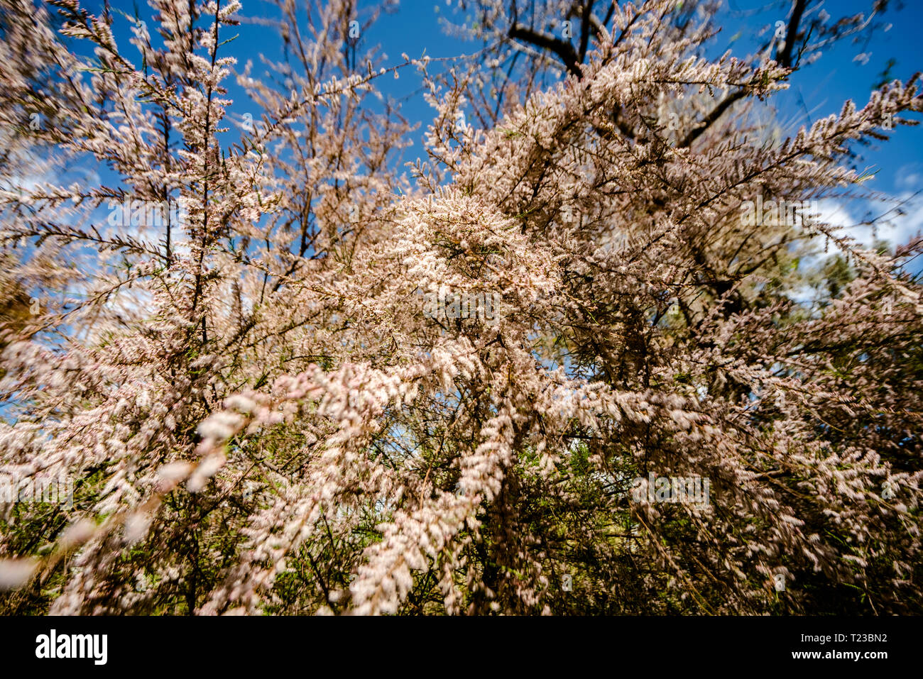 Tree in full bloom full of small white flowers with blue sky Stock ...