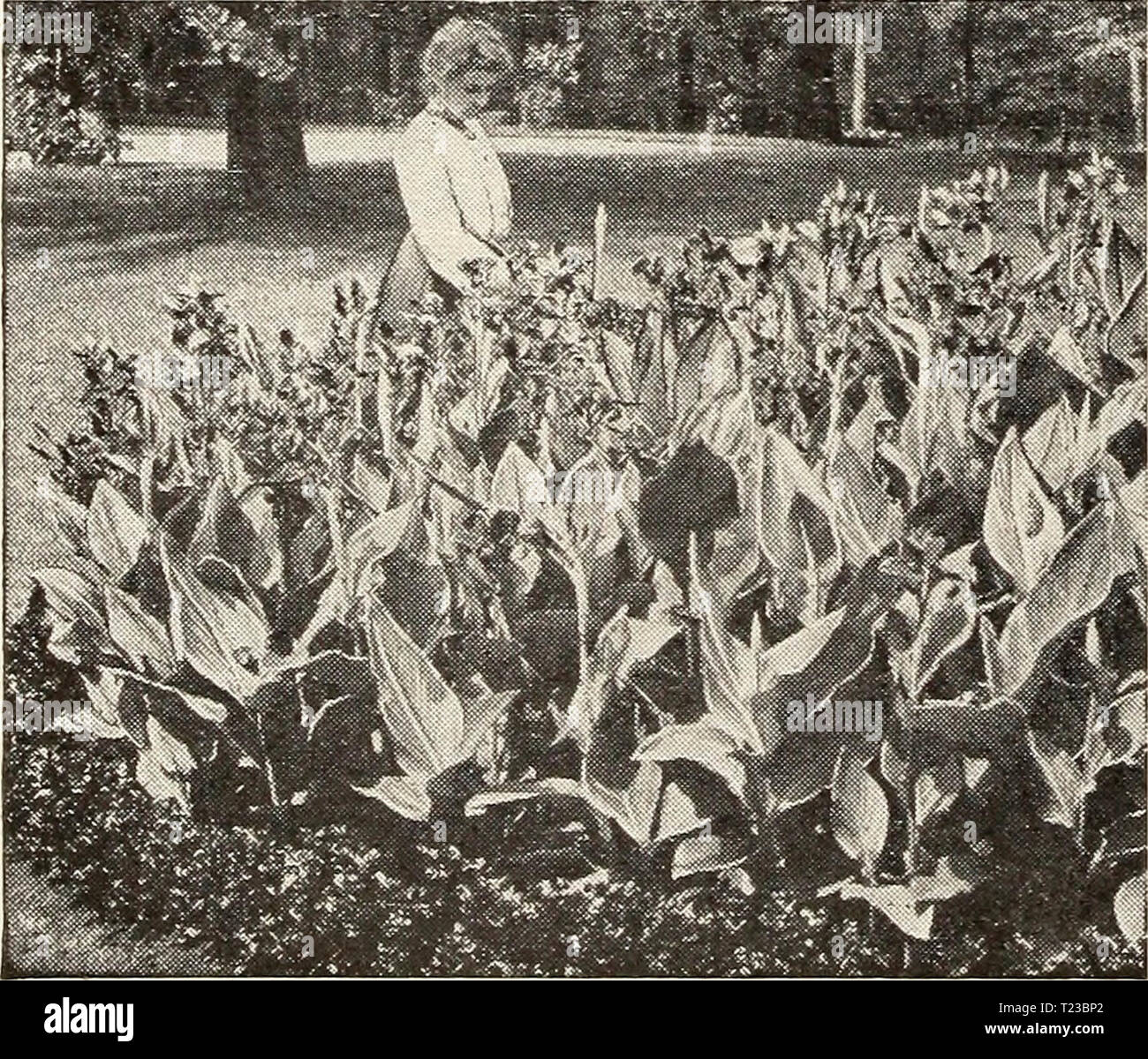 Archive image from page 87 of Dingee guide to rose culture Stock Photo ...