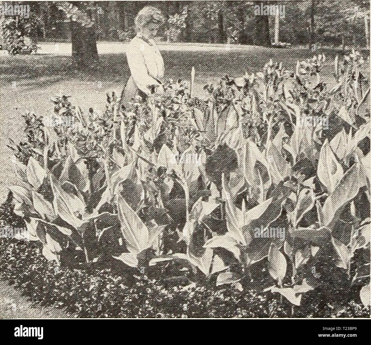 Archive image from page 87 of Dingee guide to rose culture Stock Photo ...