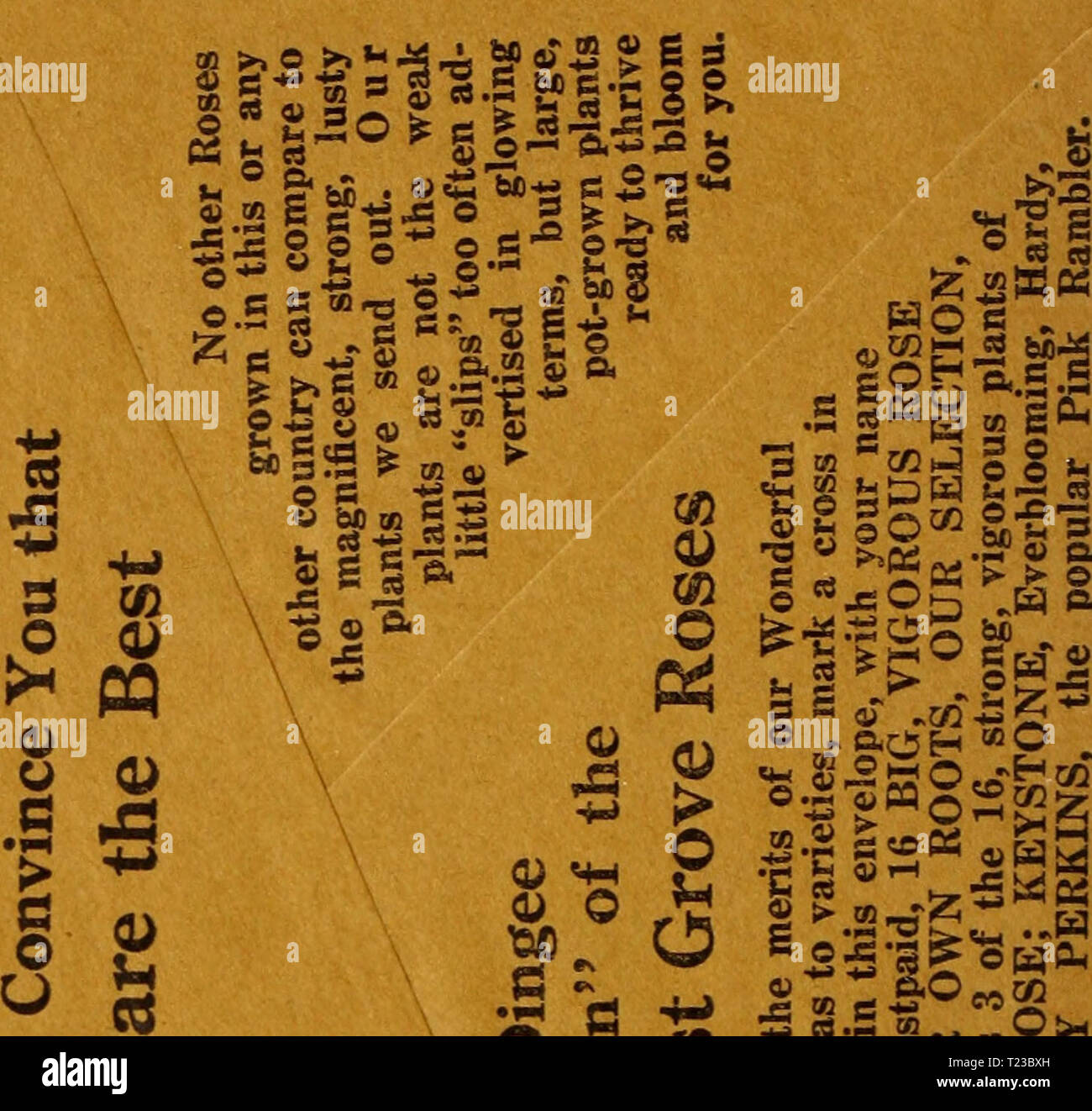 Archive image from page 89 of Dingee guide to rose culture Stock Photo ...