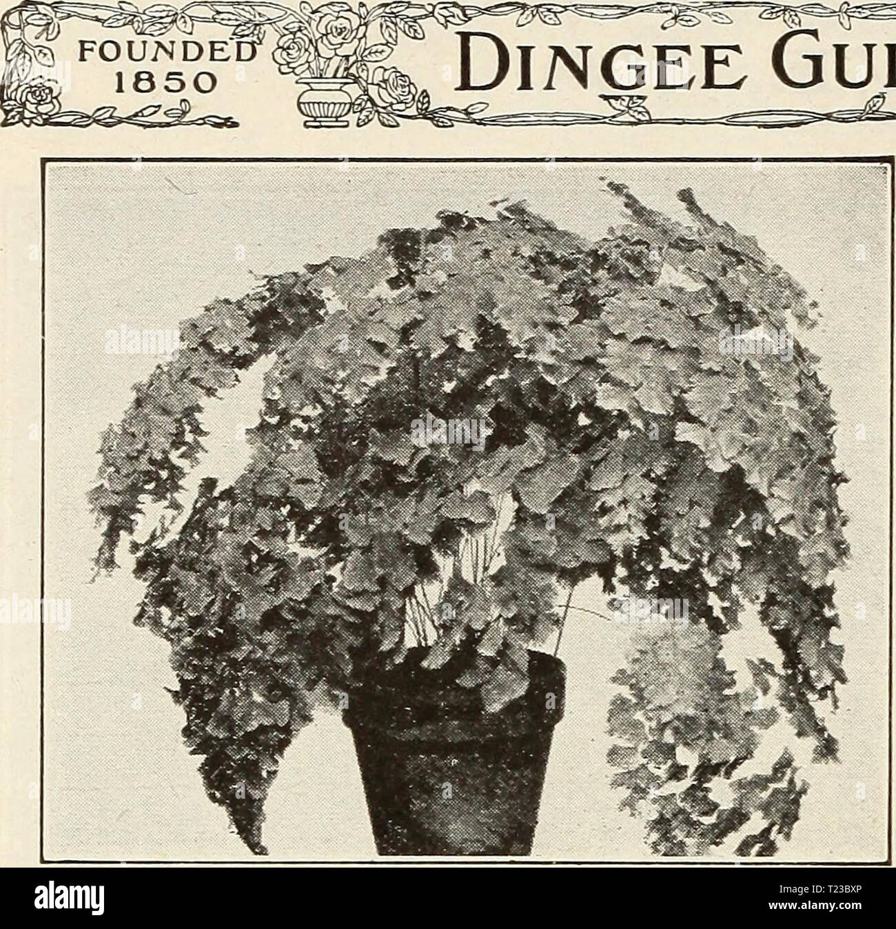 Archive image from page 89 of Dingee guide to rose culture Stock Photo ...