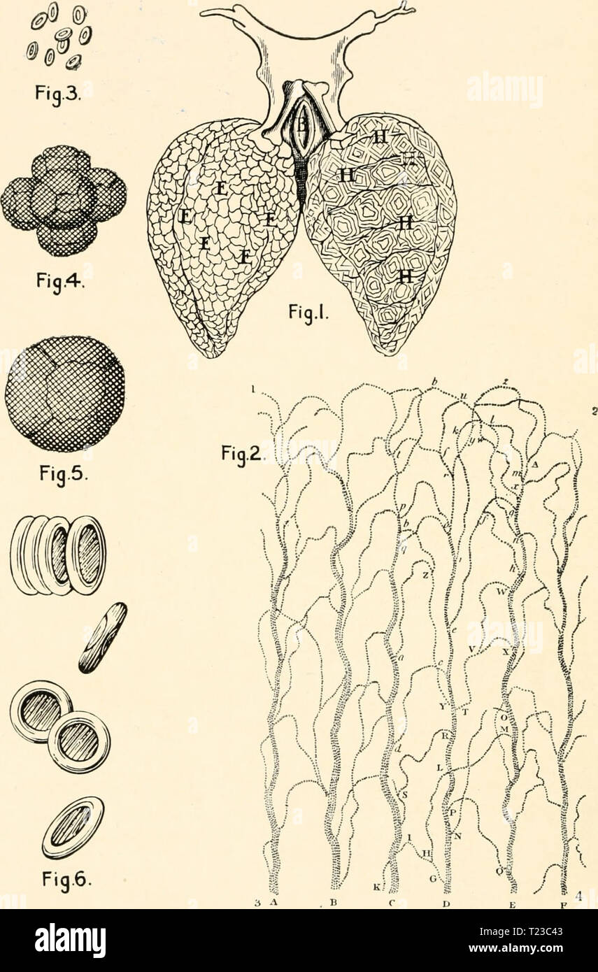 Arteries and veins under the microscope hi-res stock photography and ...