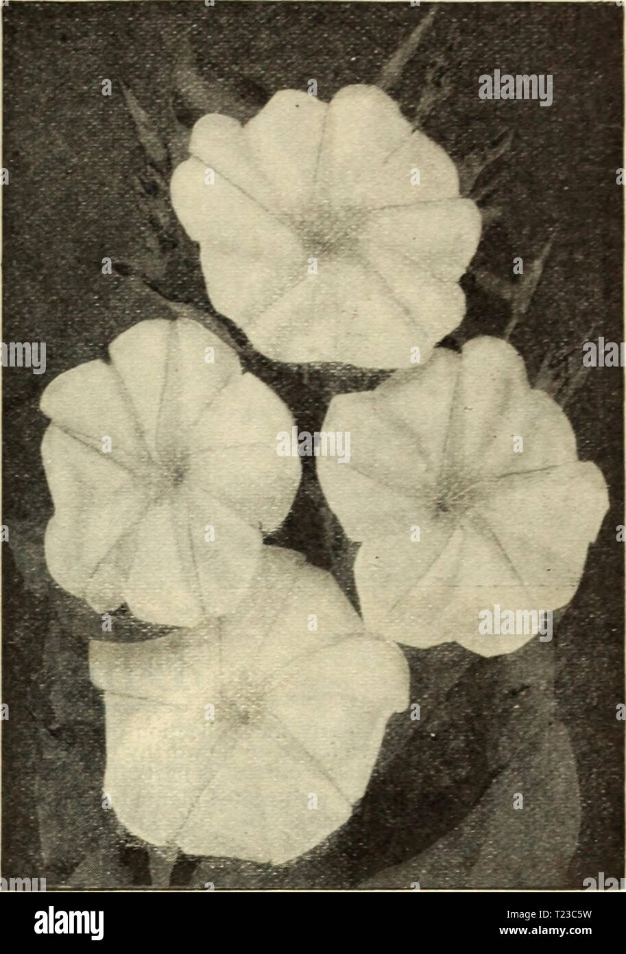 Archive image from page 92 of Dingee guide to rose culture Stock Photo ...