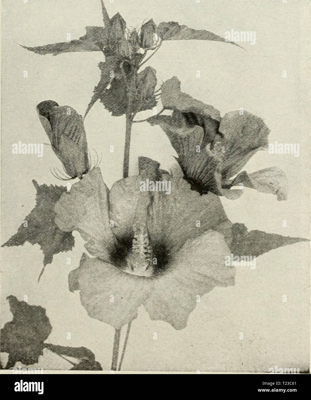 Archive image from page 92 of Dingee guide to rose culture Dingee guide ...