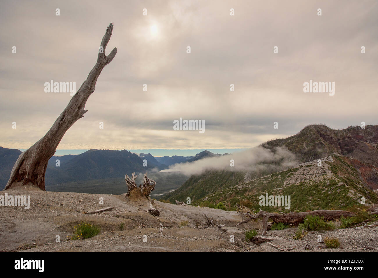Eerie tree destroyed by the Chaitén volcano eruption, Pumalin National ...
