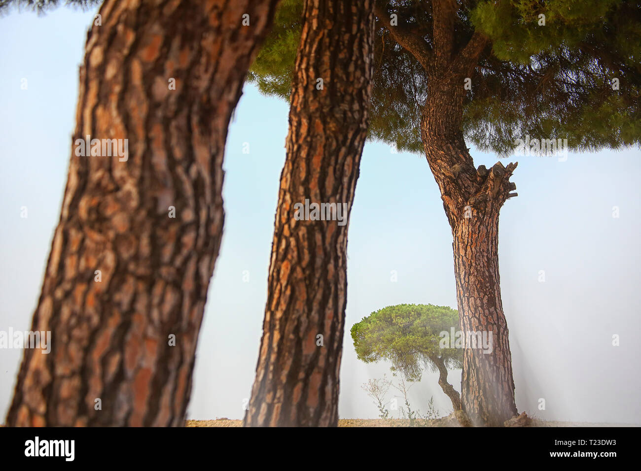 Trunks pine tree hi-res stock photography and images - Alamy