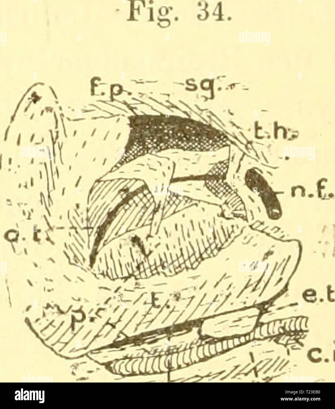 Tympano hi-res stock photography and images - Alamy