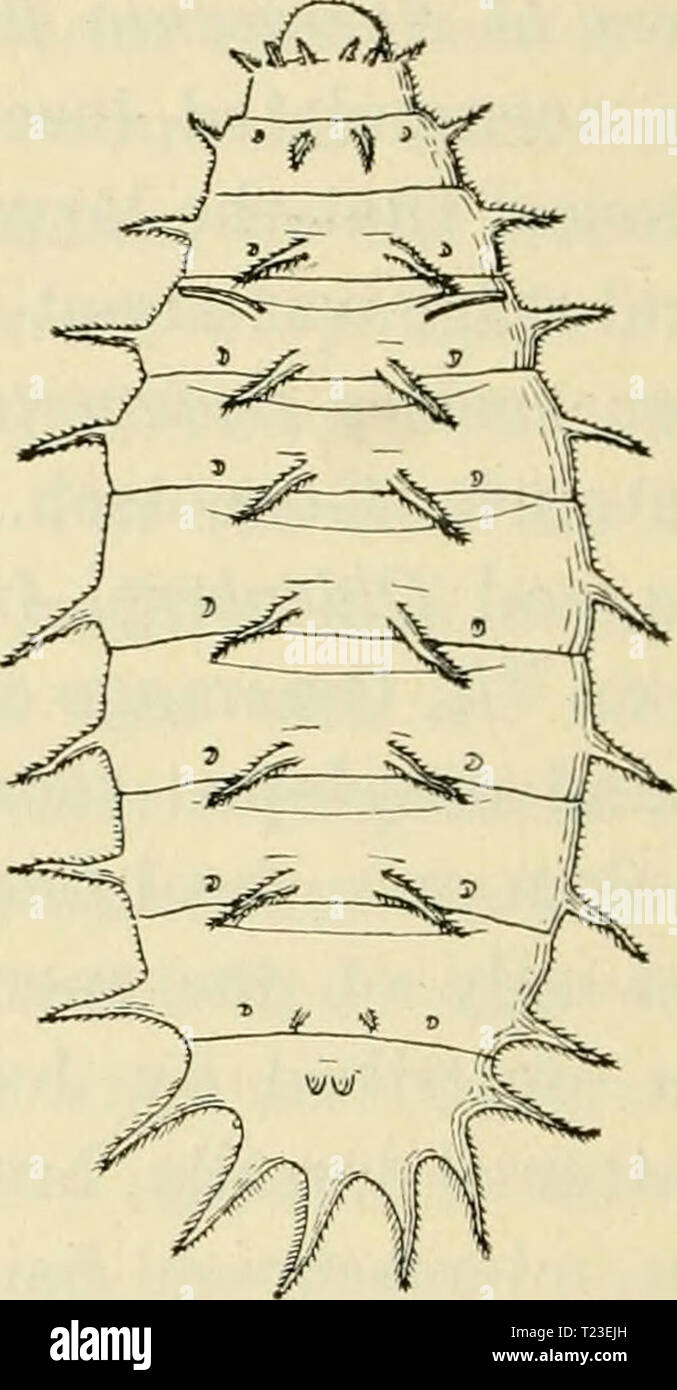 Archive image from page 159 of Diptera danica genera and Diptera danica ...