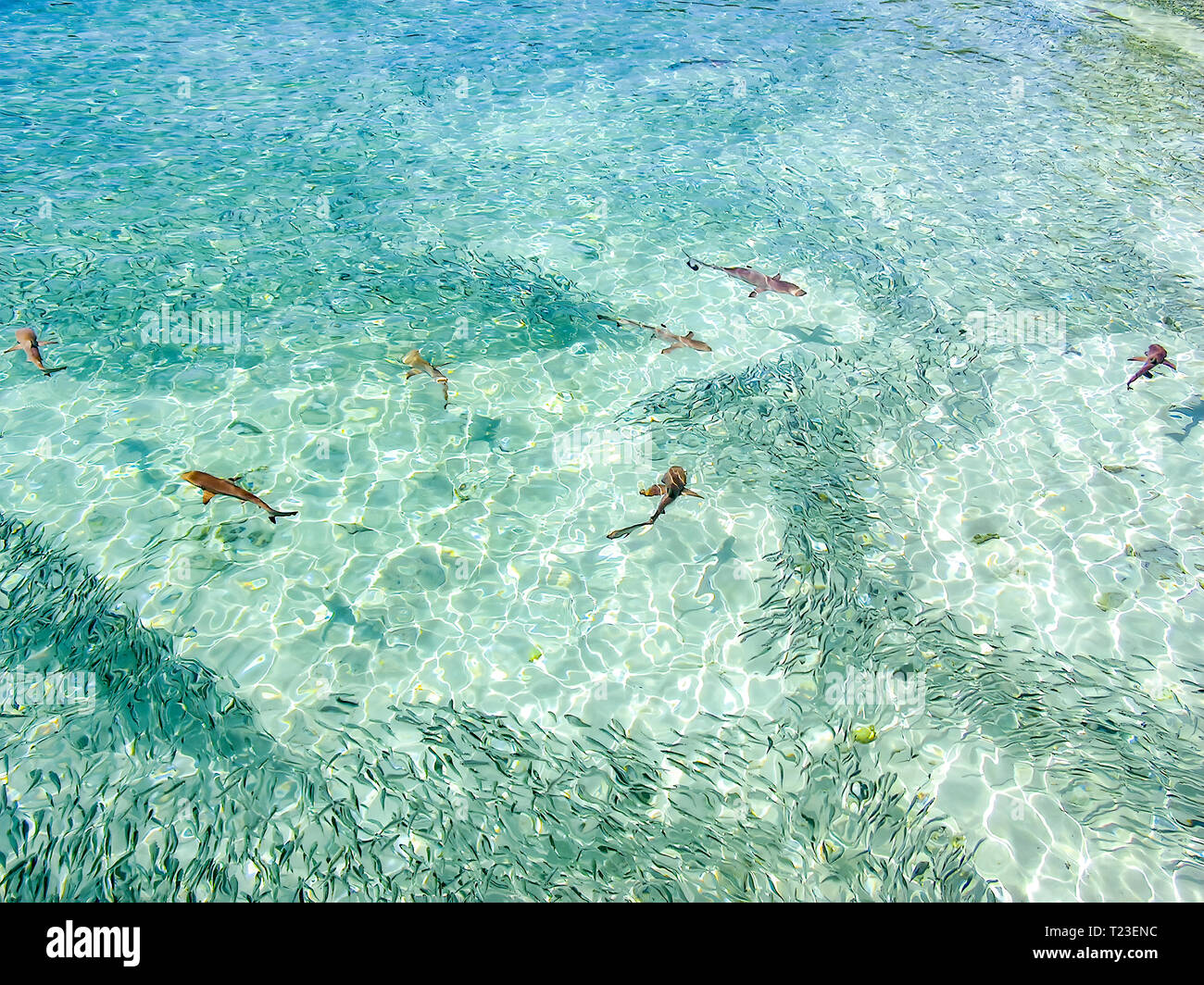 Indian ocean reef fish hi-res stock photography and images - Alamy