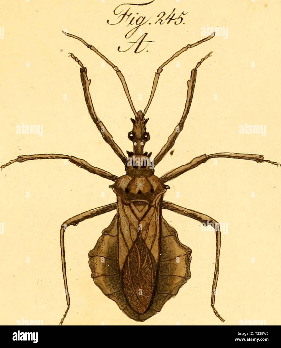 Archive image from page 162 of Die wanzenartigen Insecten getreu Stock ...