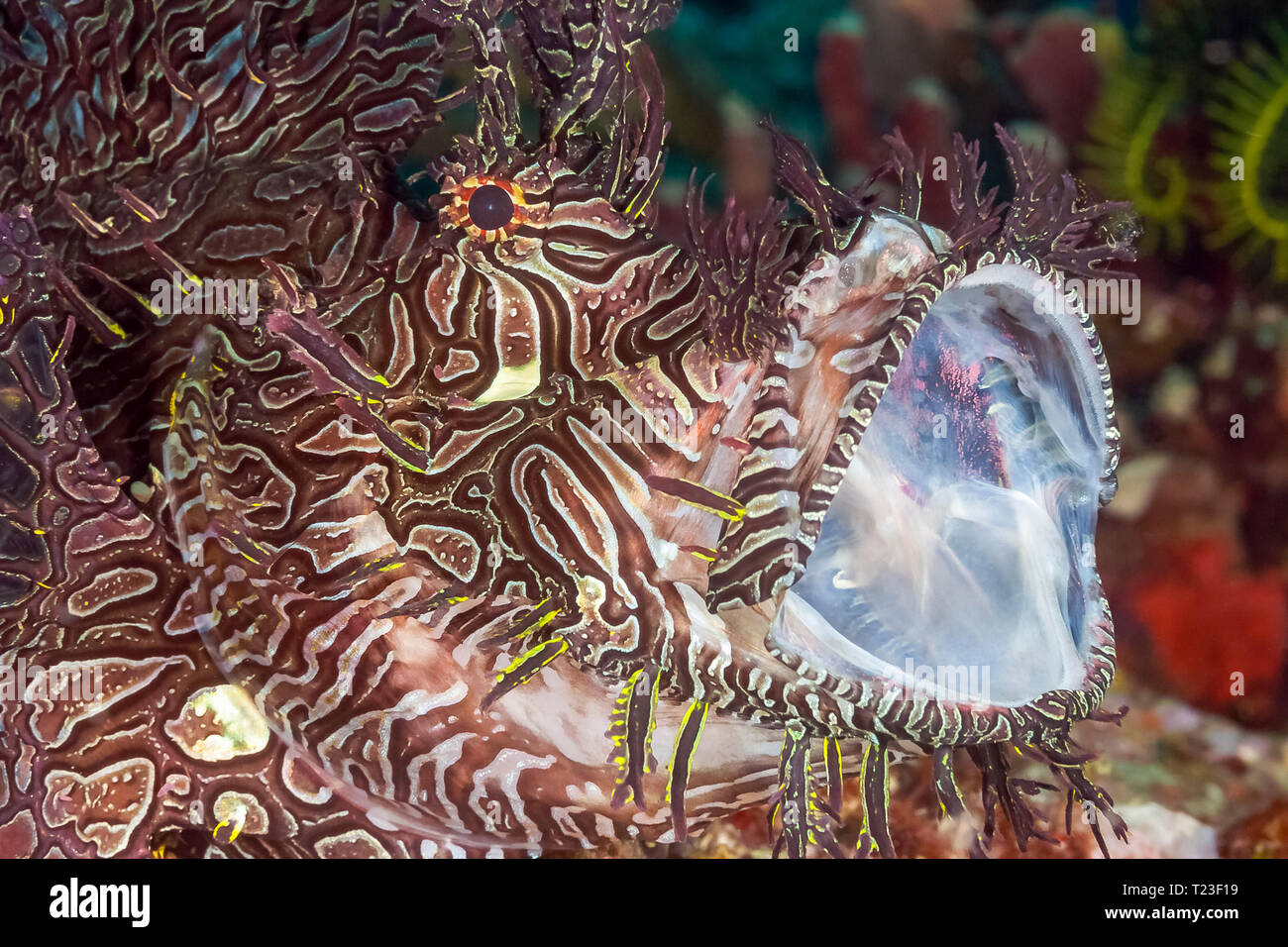 lacey scorpionfish, Rhinopias aphanes, Milne Bay, Alotao, Papua New ...