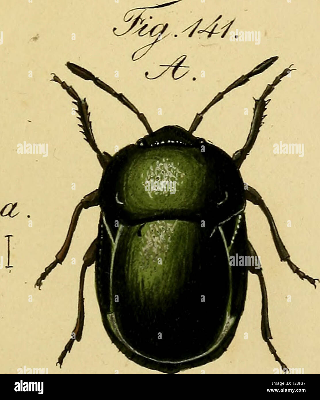 Archive image from page 164 of Die wanzenartigen Insecten getreu nach ...