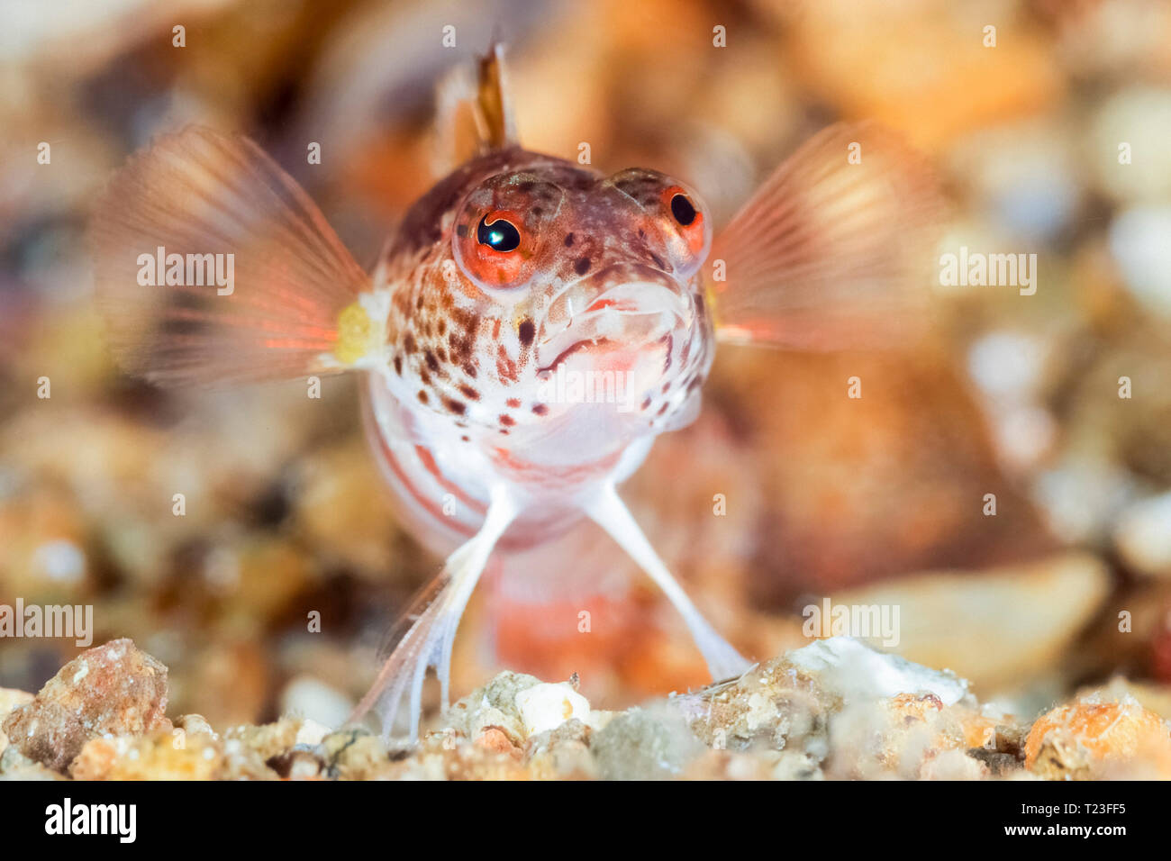 Papua new guinea milne bay hi-res stock photography and images - Alamy