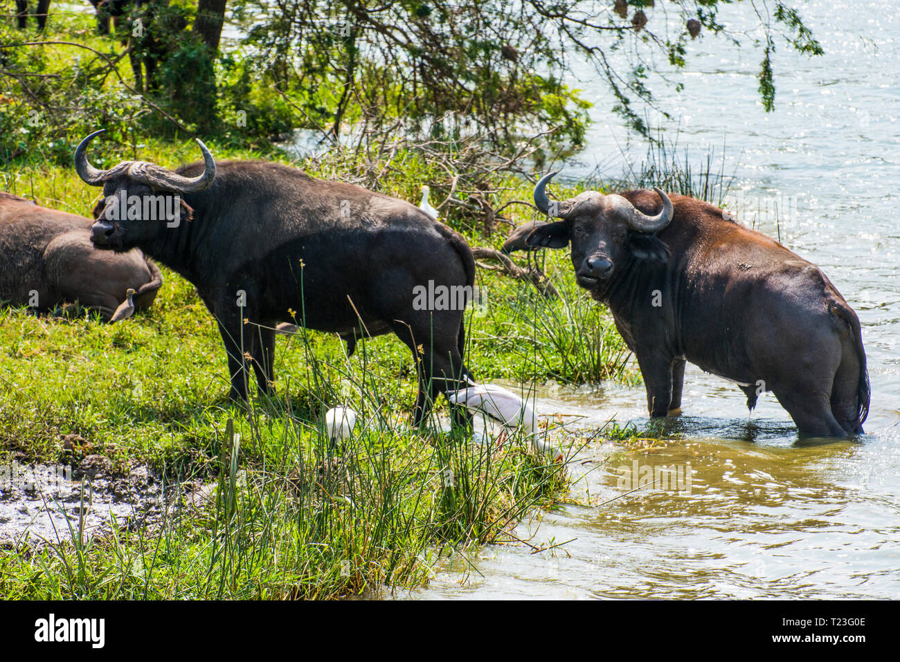 Buffaloes hi-res stock photography and images - Alamy