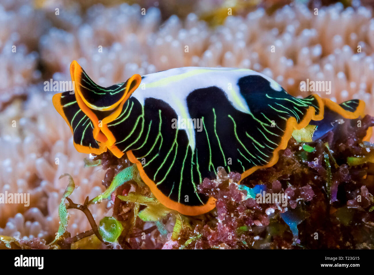 Pseudoceros dimidiatus, divided flatworm, Anilao, Batangas, Philippines, South China Sea ...