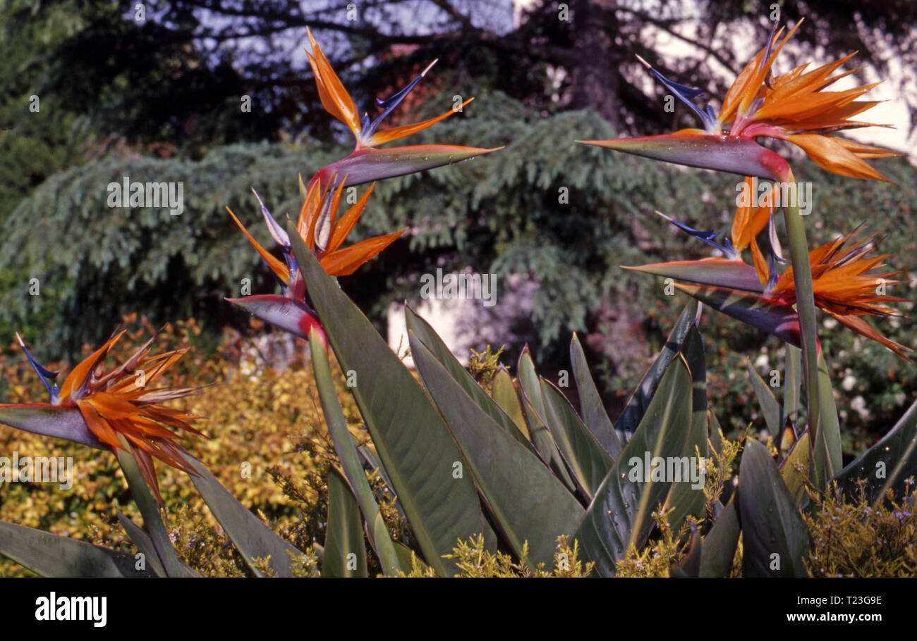 BIRD OF PARADISE FLOWERS (STRELITZIA REGINAE) GROWING Stock Photo - Alamy