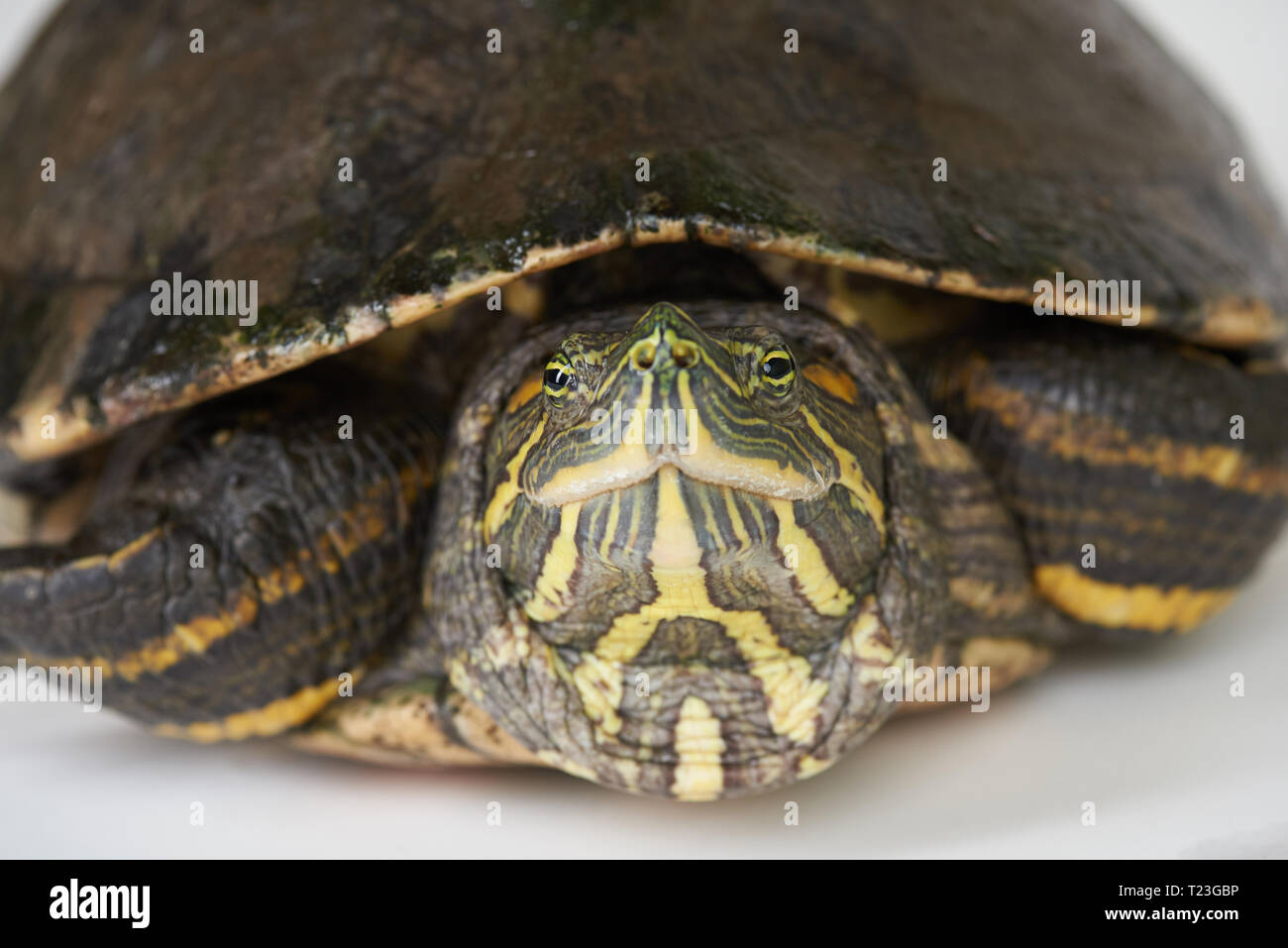 Colorful turtle hi-res stock photography and images - Alamy
