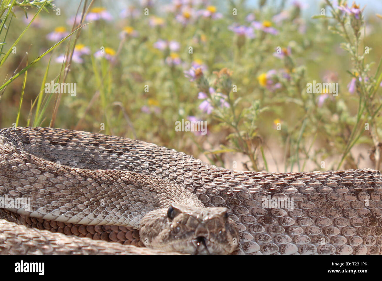 Crotalus Atrox Fangs High Resolution Stock Photography and Images - Alamy
