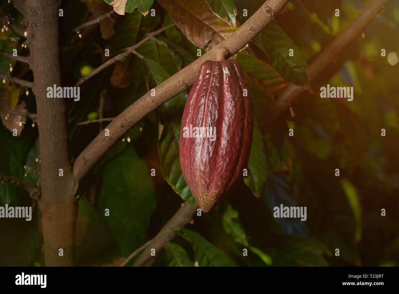 Close-up of red cacao pod fruit on tree branch Stock Photo - Alamy
