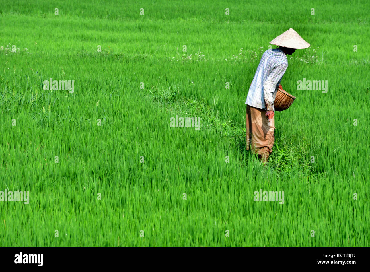 Vietnamese hat hi-res stock photography and images - Alamy