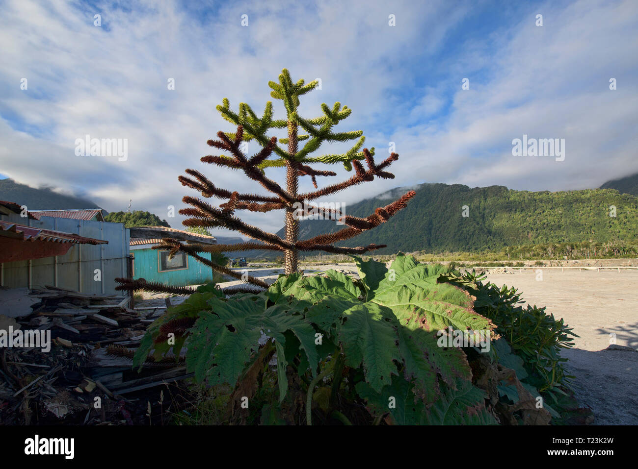 Monkey puzzle tree (Araucaria araucana) regrowing after the Chaitén ...