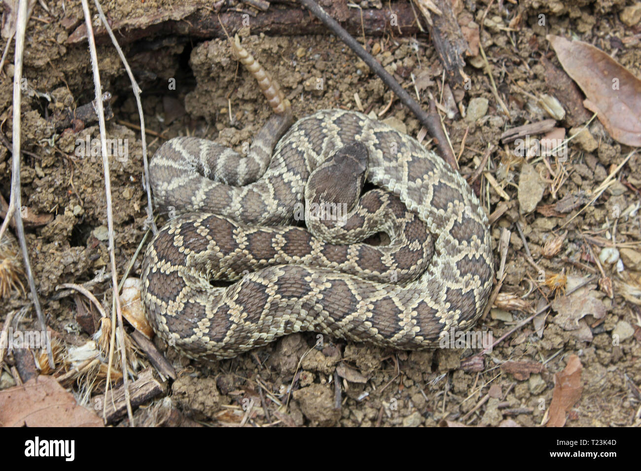 Southern Pacific Rattlesnake (Crotalus oreganus helleri Stock Photo - Alamy