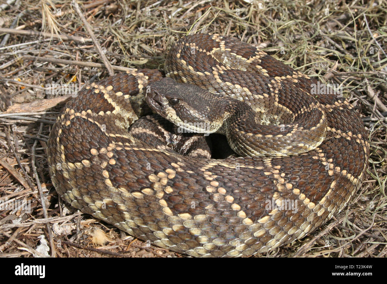 Southern pacific rattlesnake hi-res stock photography and images - Alamy