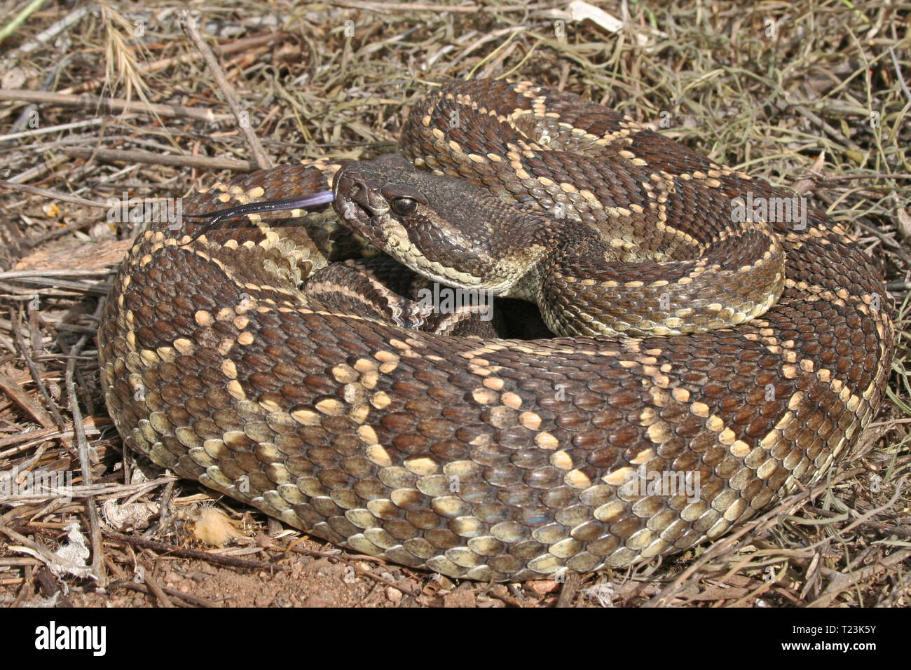 Pacific rattle snake hi-res stock photography and images - Alamy