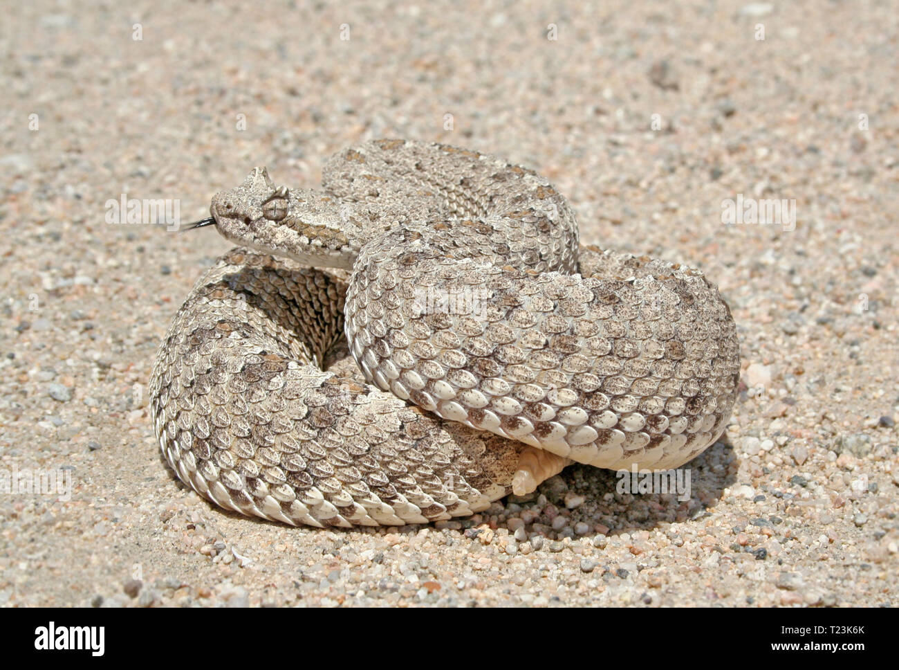 Sidewinder Rattlesnake (Crotalus cerastes Stock Photo - Alamy