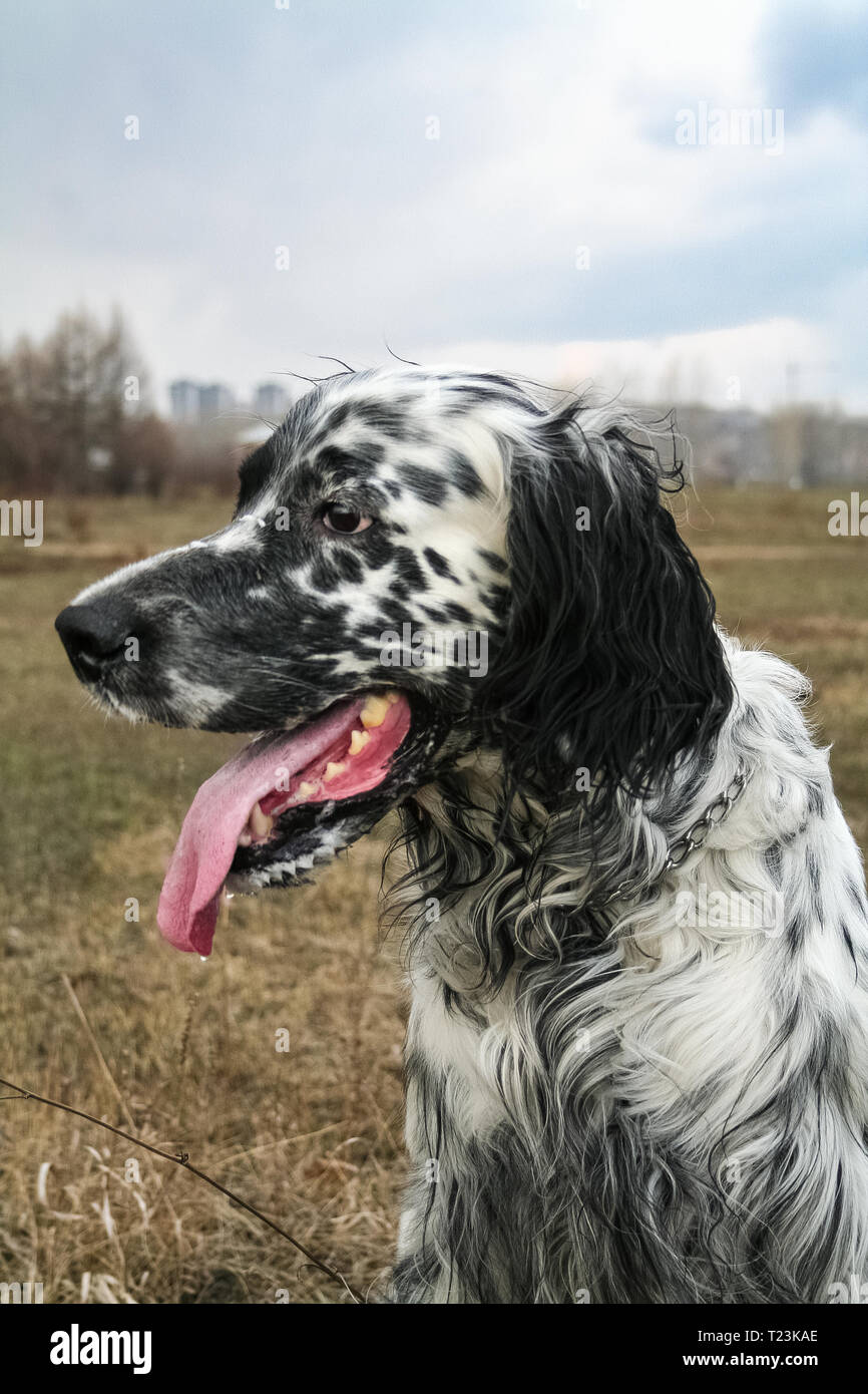 Blue belton english setter hi-res stock photography and images - Alamy