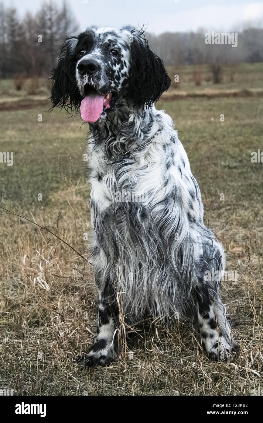 Blue belton english setter hi-res stock photography and images - Alamy
