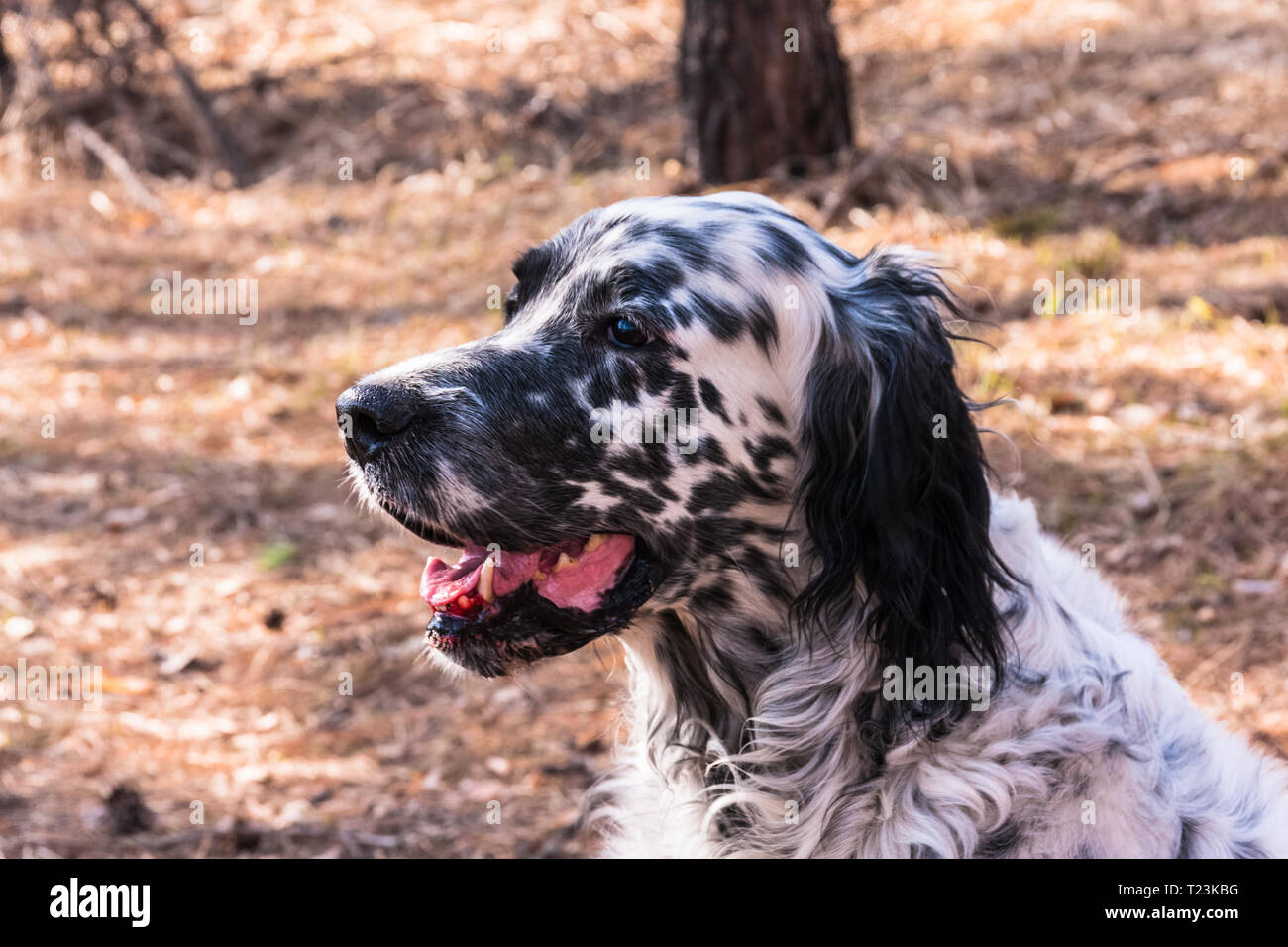 Setter Hunting High Resolution Stock Photography and Images - Alamy