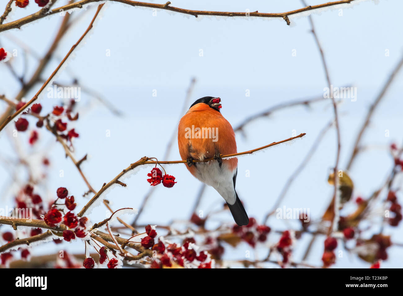 Russia bird hi-res stock photography and images - Alamy