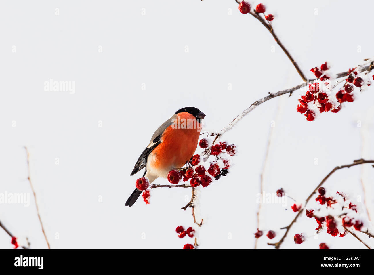 Russia bird hi-res stock photography and images - Alamy