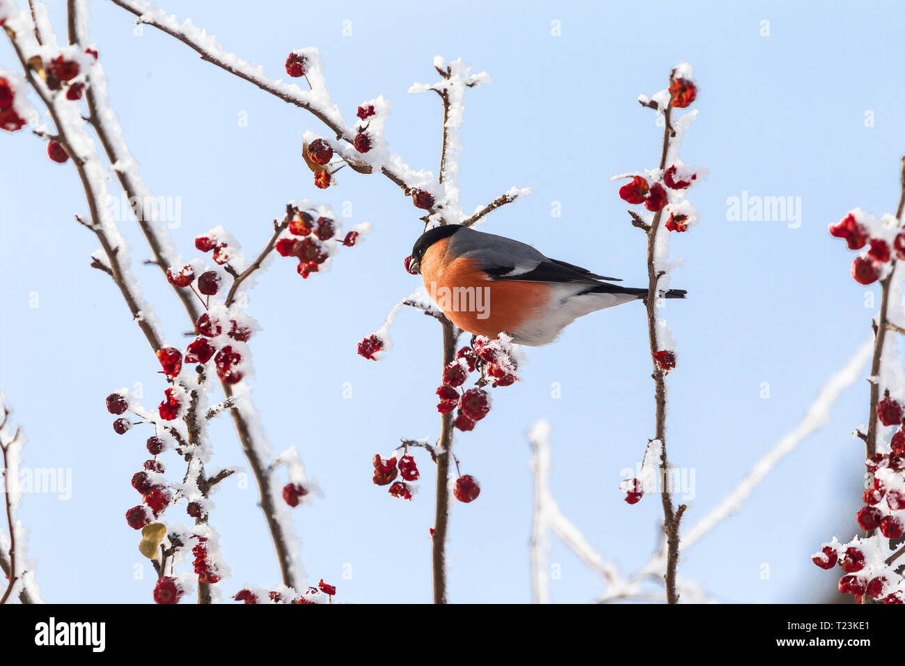 Siberia birds hi-res stock photography and images - Alamy