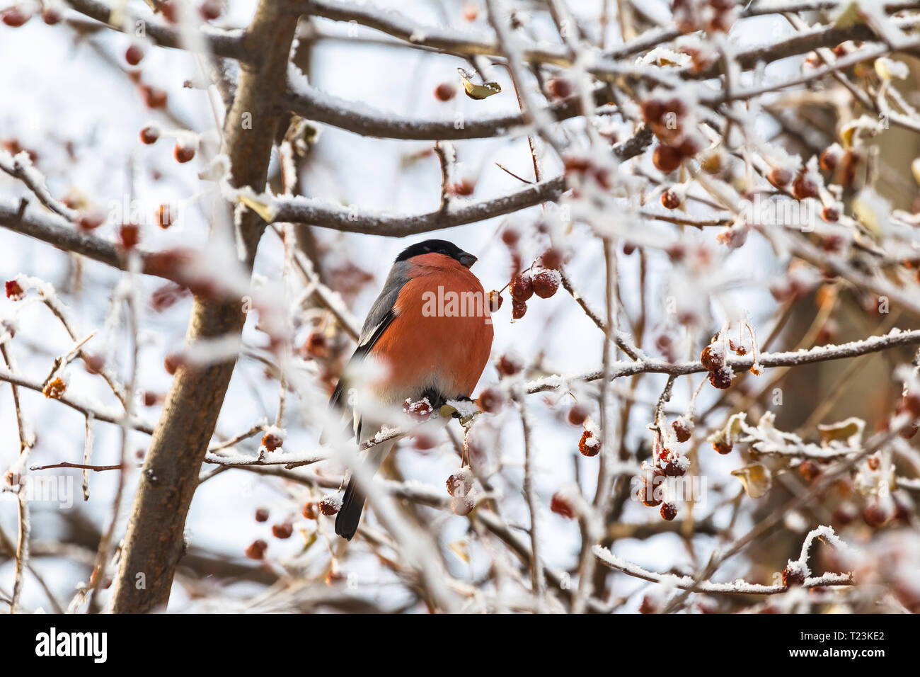 Red bullfinch on the tree. Siberia, Russia Stock Photo - Alamy