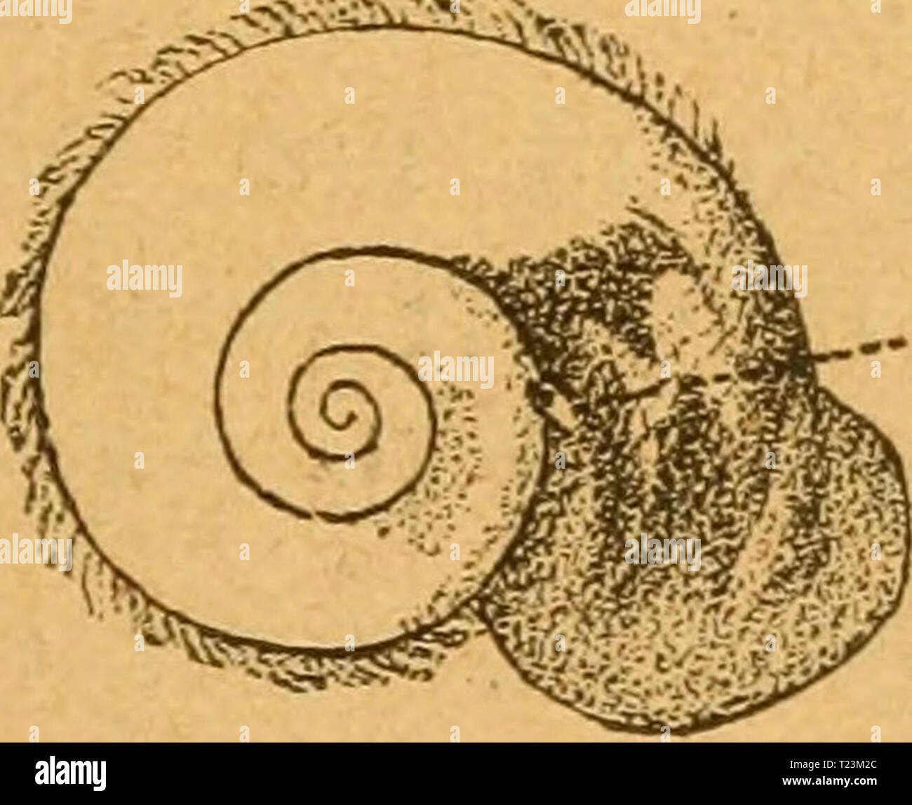 Cyclotus hi-res stock photography and images - Alamy