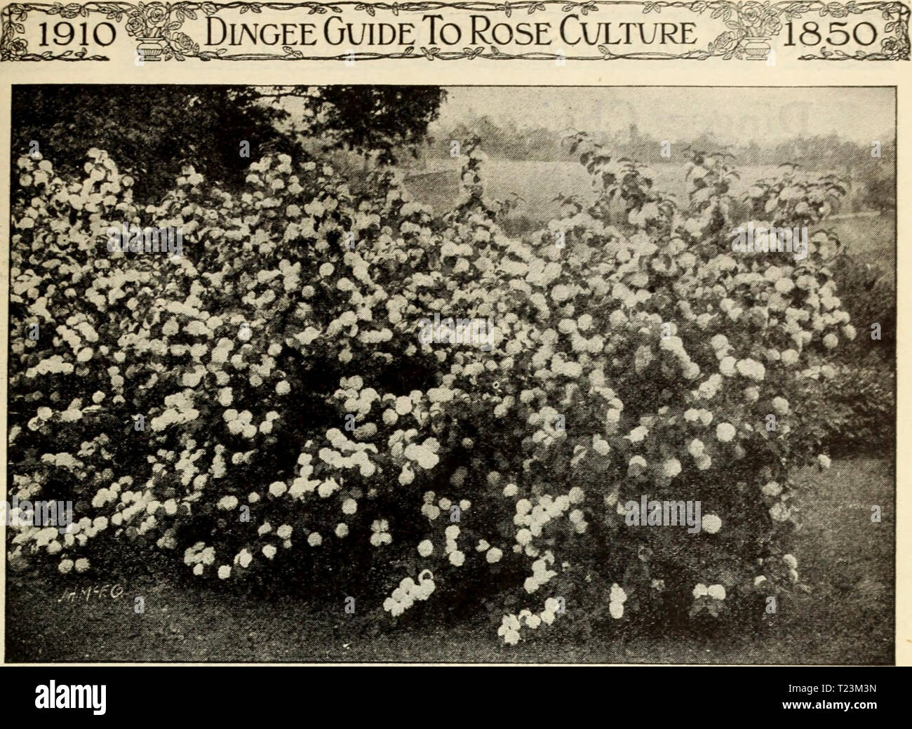 Archive image from page 108 of Dingee guide to rose culture Stock Photo ...