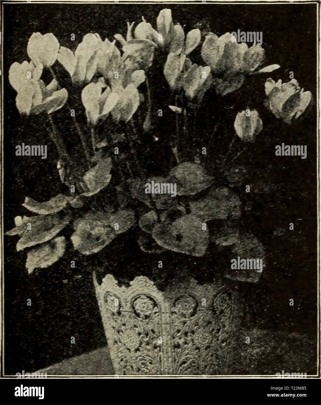 Archive image from page 110 of Dingee guide to rose culture Stock Photo ...