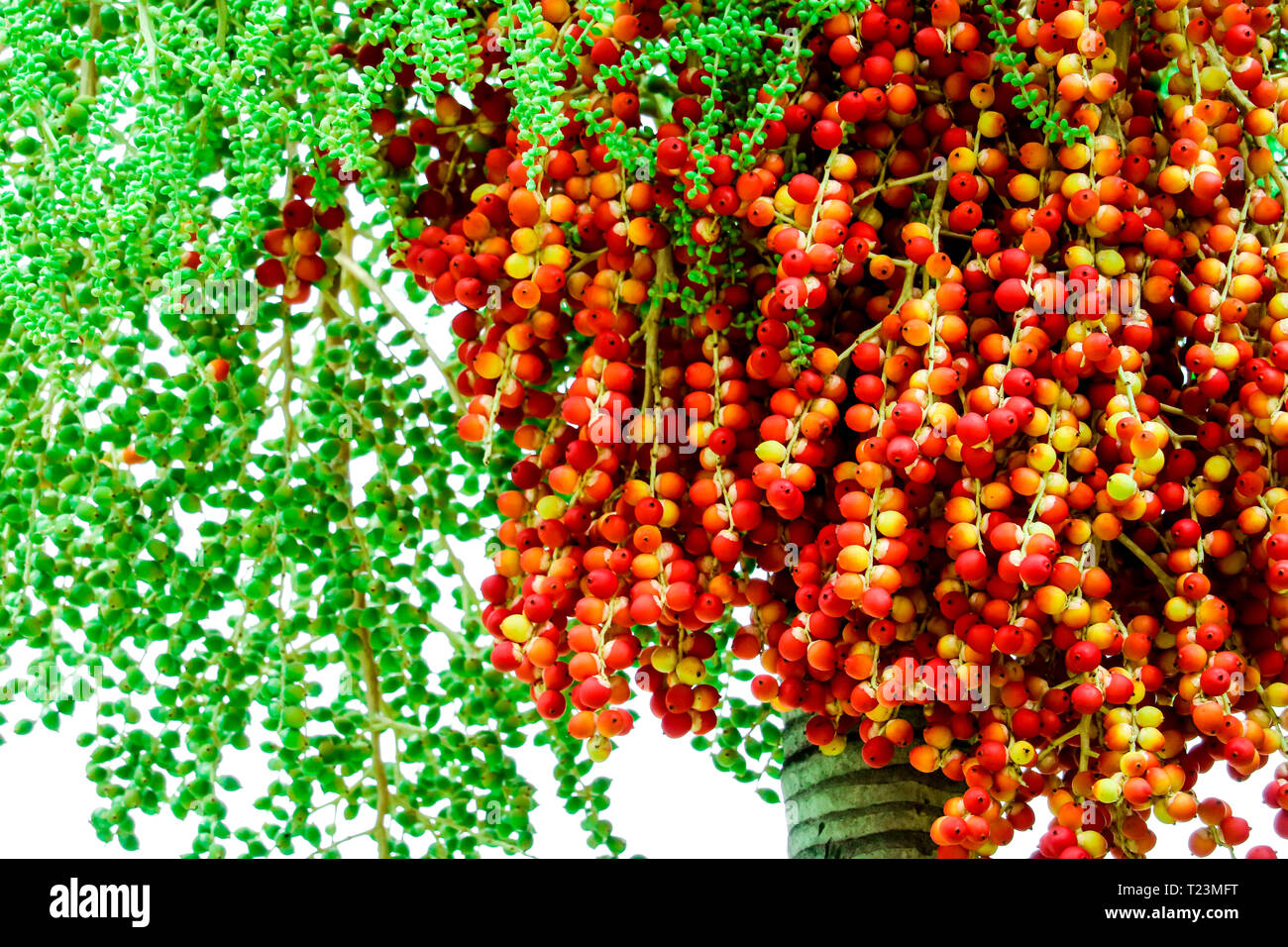 Bunch of palm oil fruits hi-res stock photography and images - Alamy