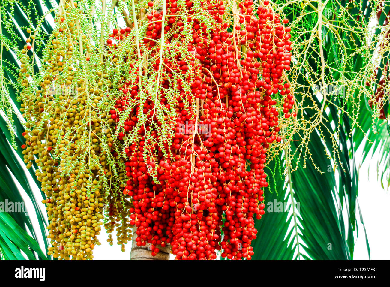Oil palm fresh fruit bunch hi-res stock photography and images - Alamy