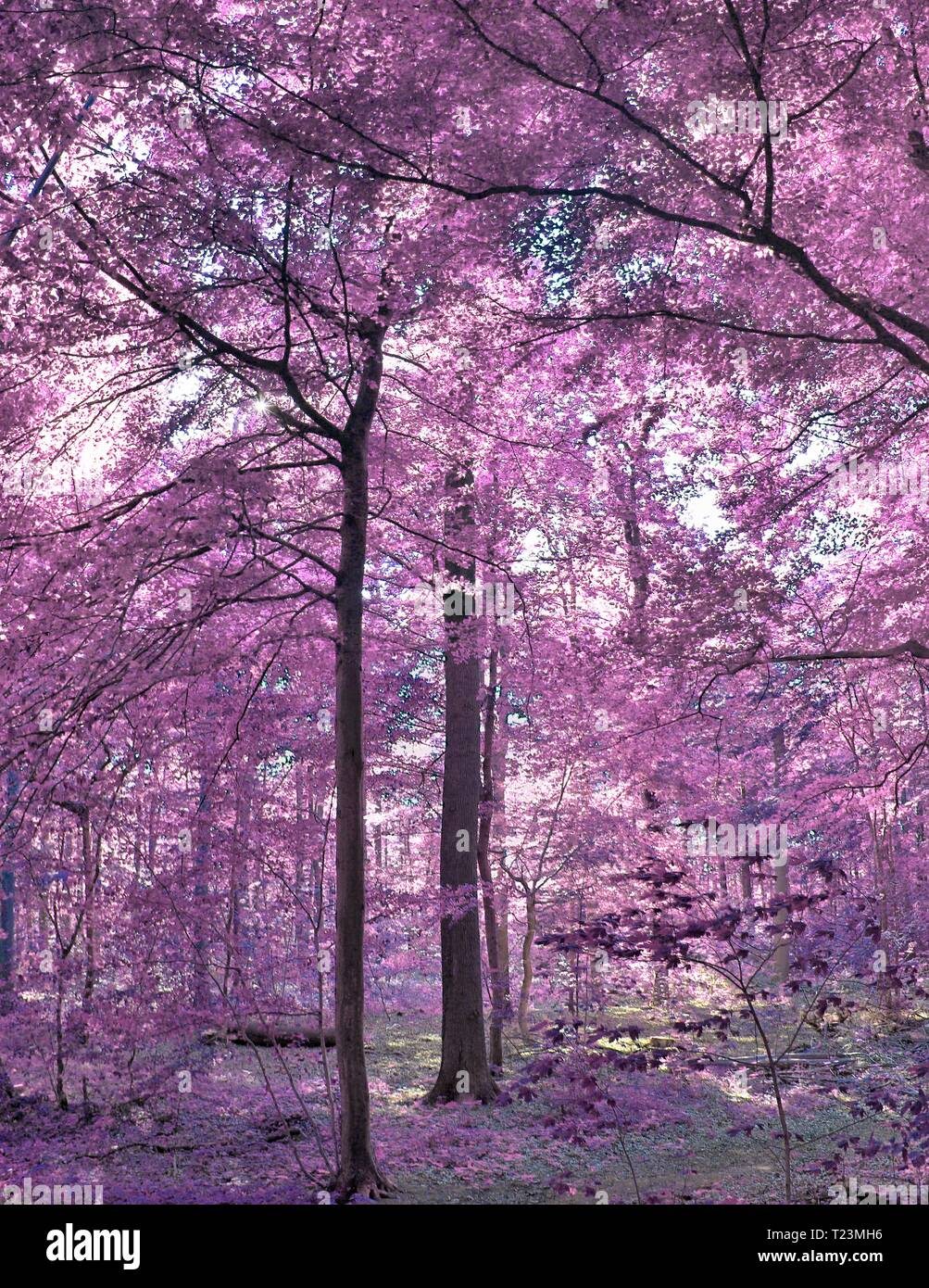 Fantaasy infrared shots of beautiful landscapes from Europe Stock Photo ...