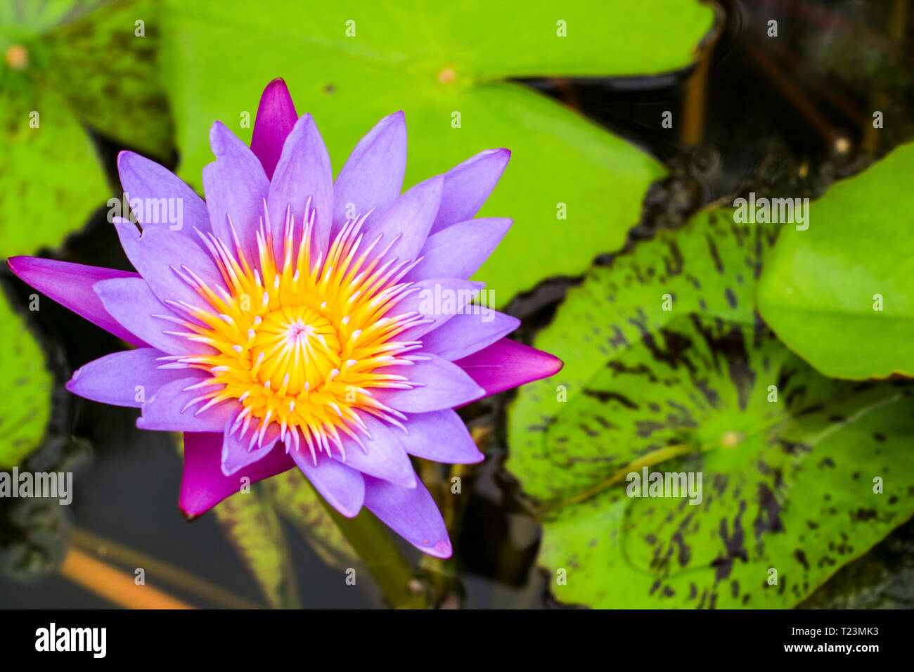 Lotus flower bouquet on the surface in the swamp full of leaves on ...