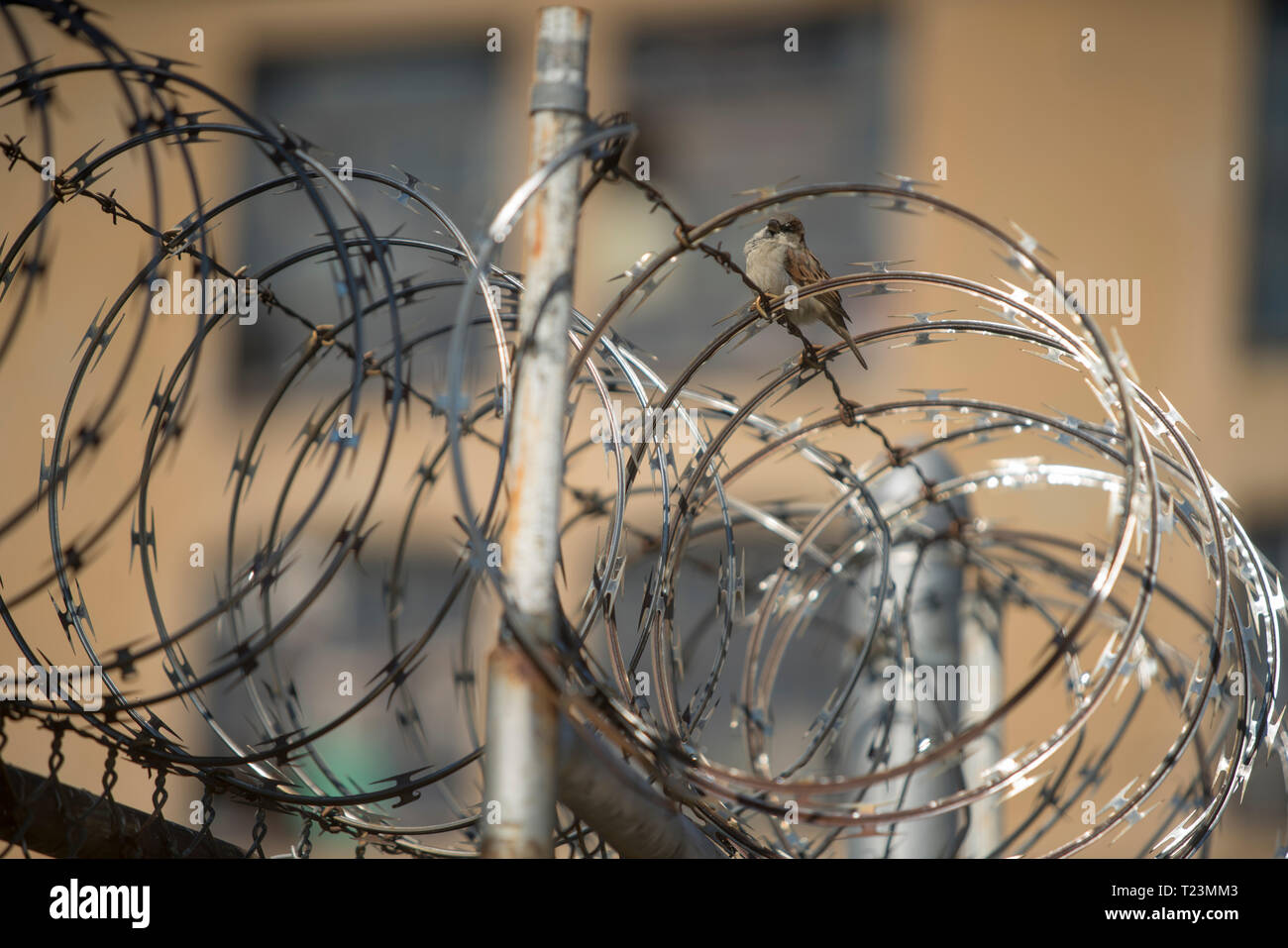 Sparrow bird on barbed wire Stock Photo - Alamy