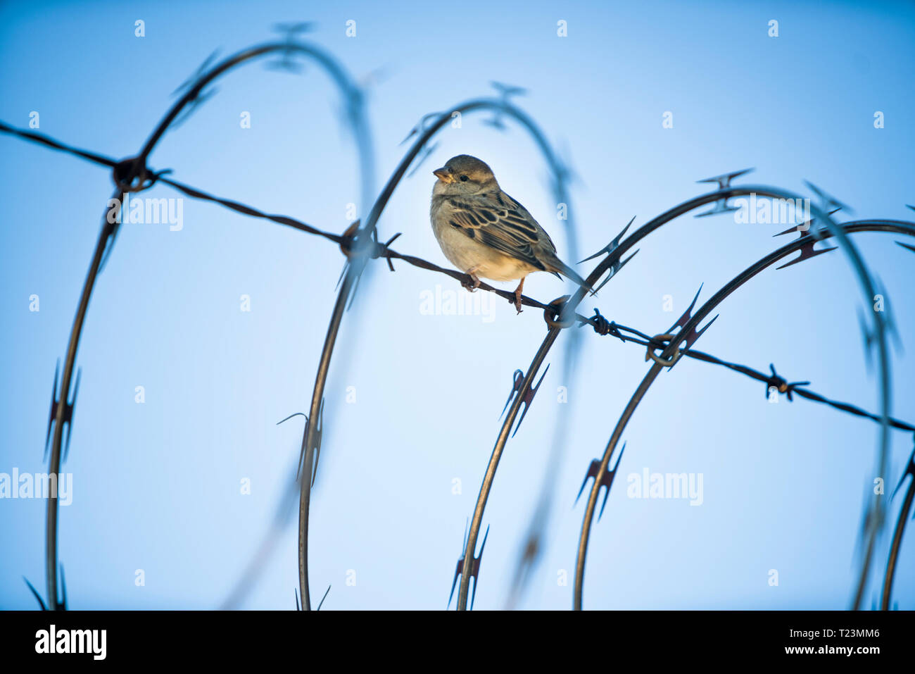 Sparrow bird on barbed wire Stock Photo - Alamy