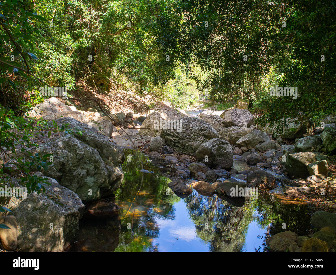 Trees Reflected In Still Water On A Bush Walk Stock Photo - Alamy